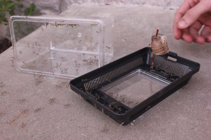 Hatching Mantis Egg Cases | BioLogic Company