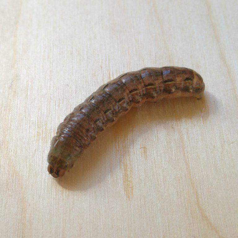 cutworm larva | BioLogic Company