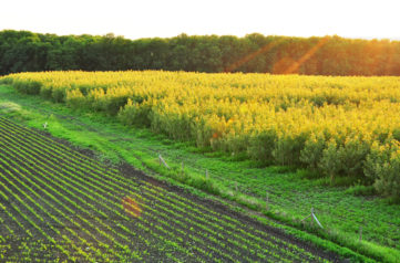 Agriculture- tree plantation, natural biomass | BioLogic Company