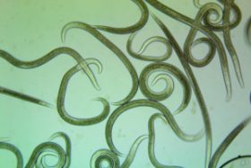 Tips and Tricks for Successful Pest Control with Beneficial Nematodes ...