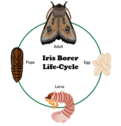 A Natural Control for Iris Borers | BioLogic Company